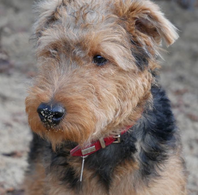 Tierheim Welsh Terrier